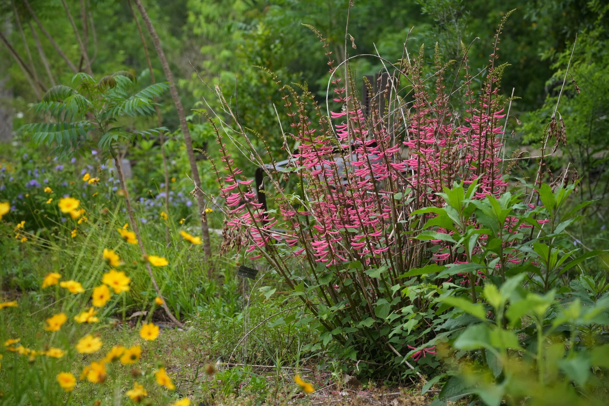 Family Profile: Fabaceae - Florida Wildflower Foundation