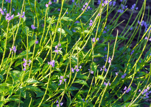 Blue porterweed - Florida Wildflower Foundation