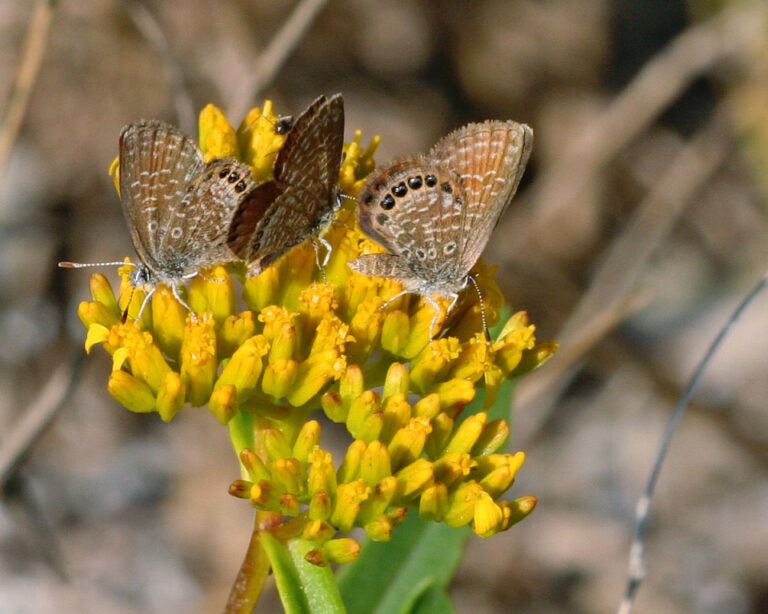 Narrowleaf yellowtops - Florida Wildflower Foundation