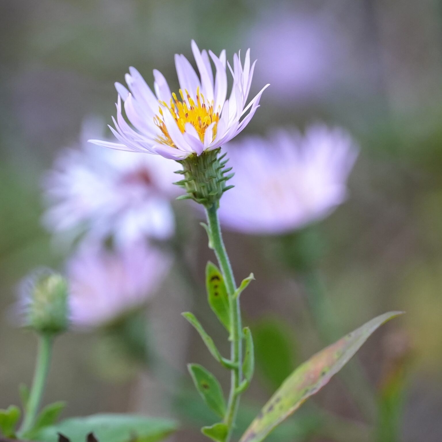 Climbing aster - Florida Wildflower Foundation