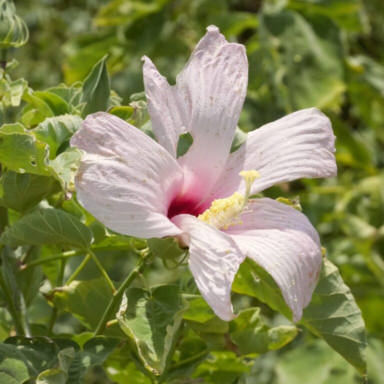 Swamp rosemallow - Florida Wildflower Foundation