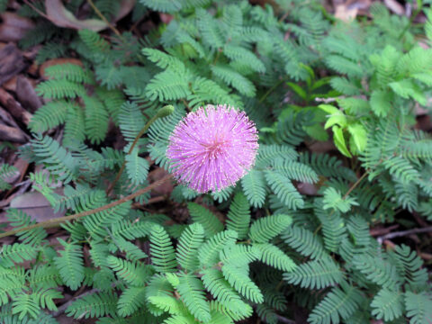 Sunshine mimosa - Florida Wildflower Foundation