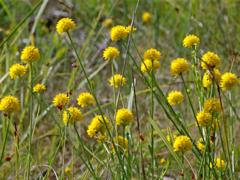 Yellow milkwort - Florida Wildflower Foundation