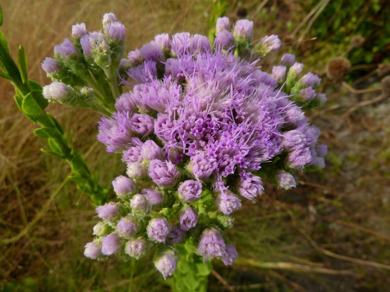 Dry Landscapes - Florida Wildflower Foundation
