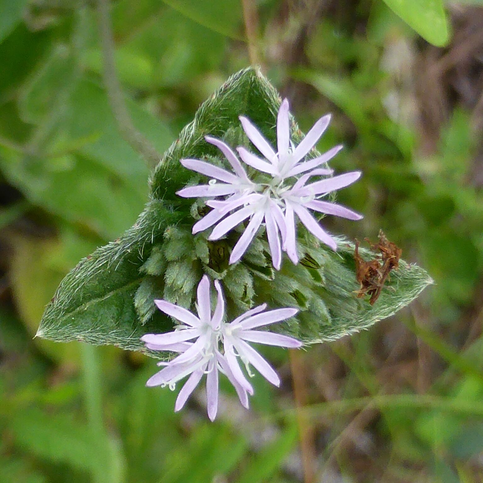 Tall elephantsfoot - Florida Wildflower Foundation
