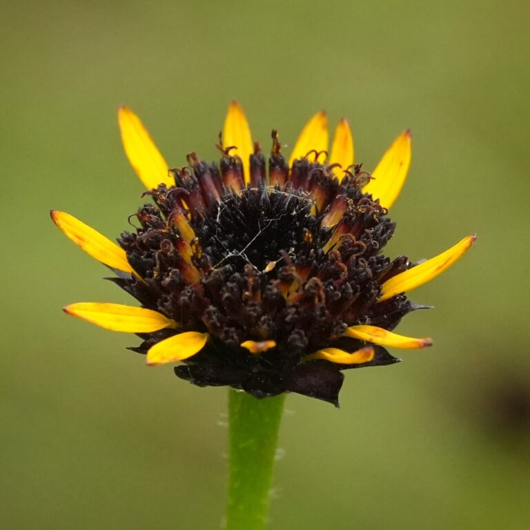 Rayless sunflower - Florida Wildflower Foundation