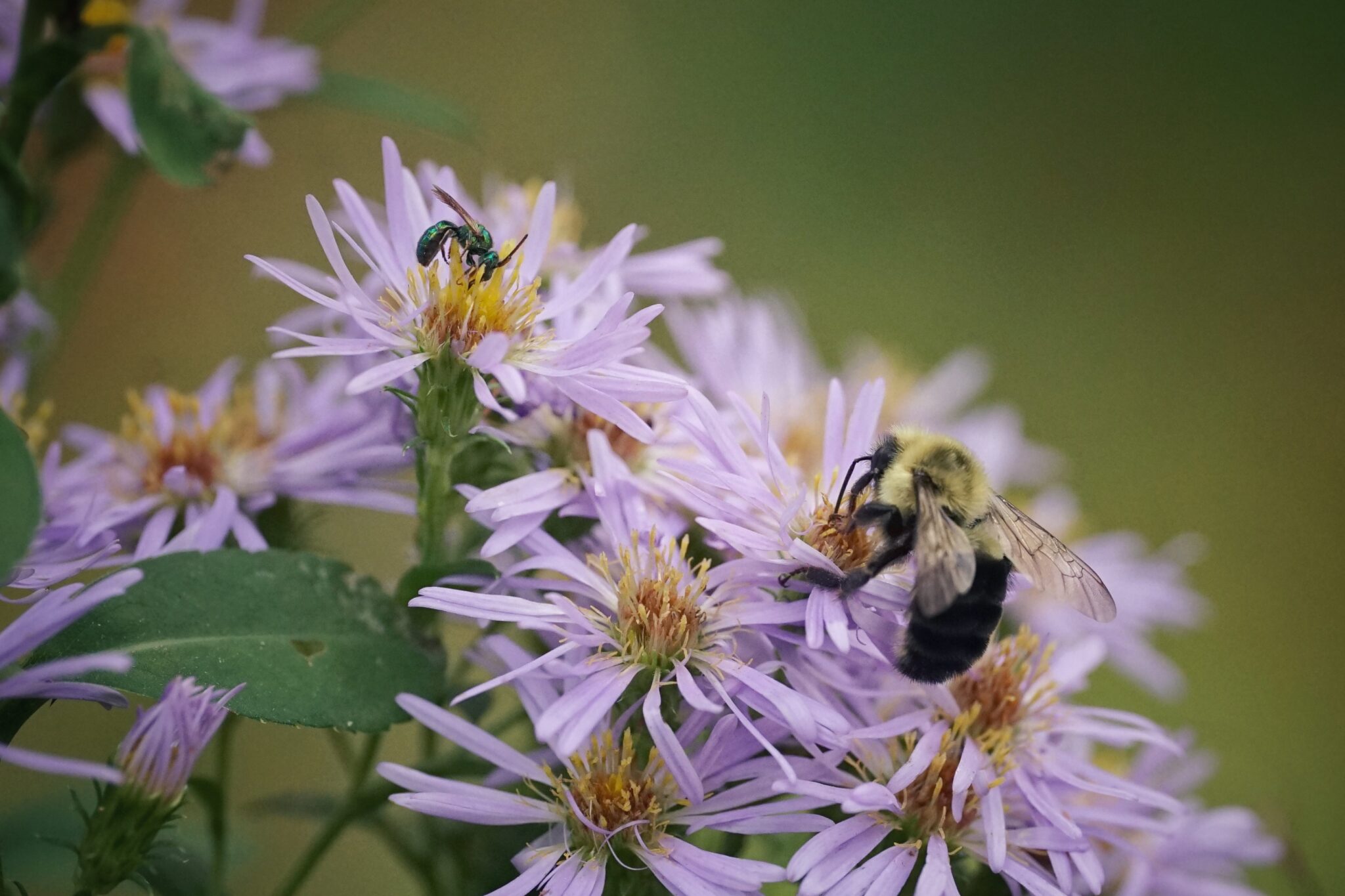 Elliott's aster - Florida Wildflower Foundation