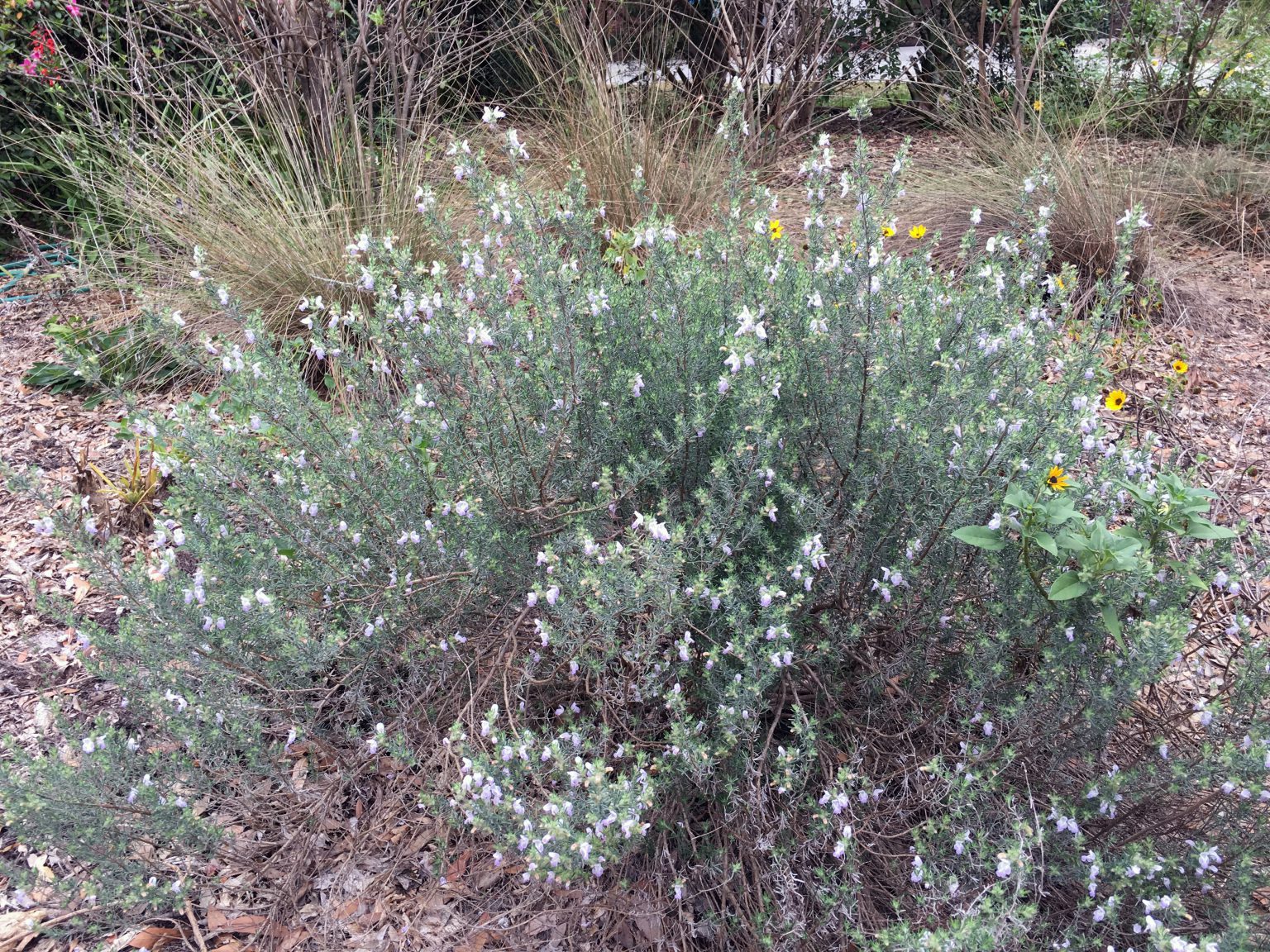 False rosemary - Florida Wildflower Foundation