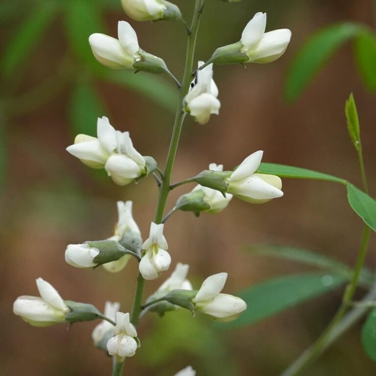 Family Profile: Fabaceae - Florida Wildflower Foundation