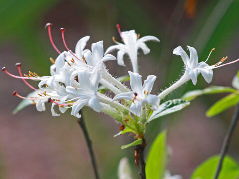 Florida flame azalea - Florida Wildflower Foundation