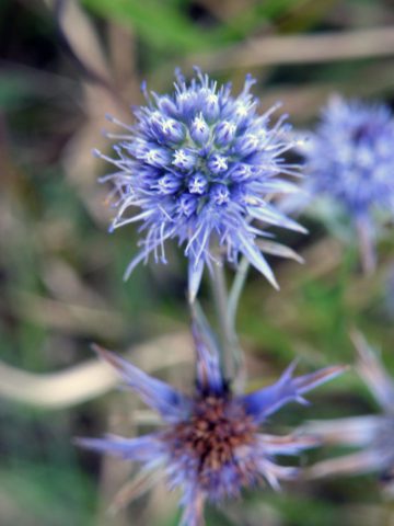 Corn snakeroot - Florida Wildflower Foundation