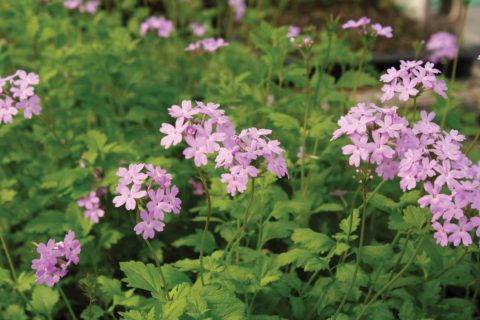 Dry Landscapes - Florida Wildflower Foundation