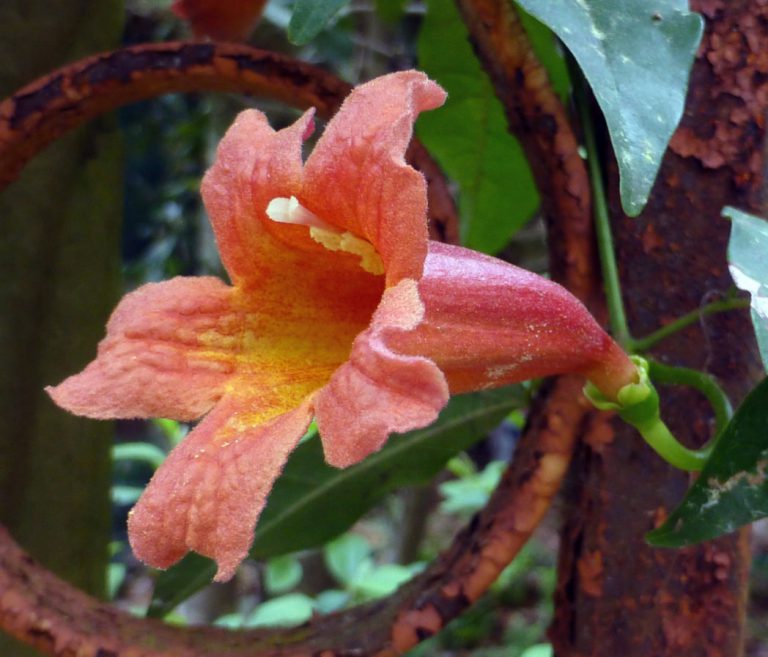 Attracting Birds - Florida Wildflower Foundation