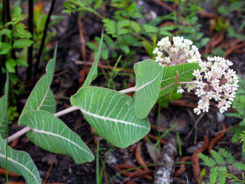 Pinewoods milkweed - Florida Wildflower Foundation