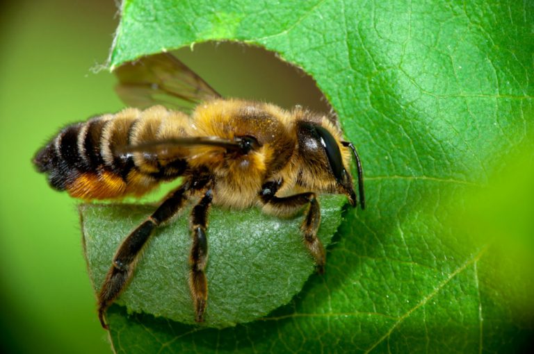 Leafcutter bees - Florida Wildflower Foundation