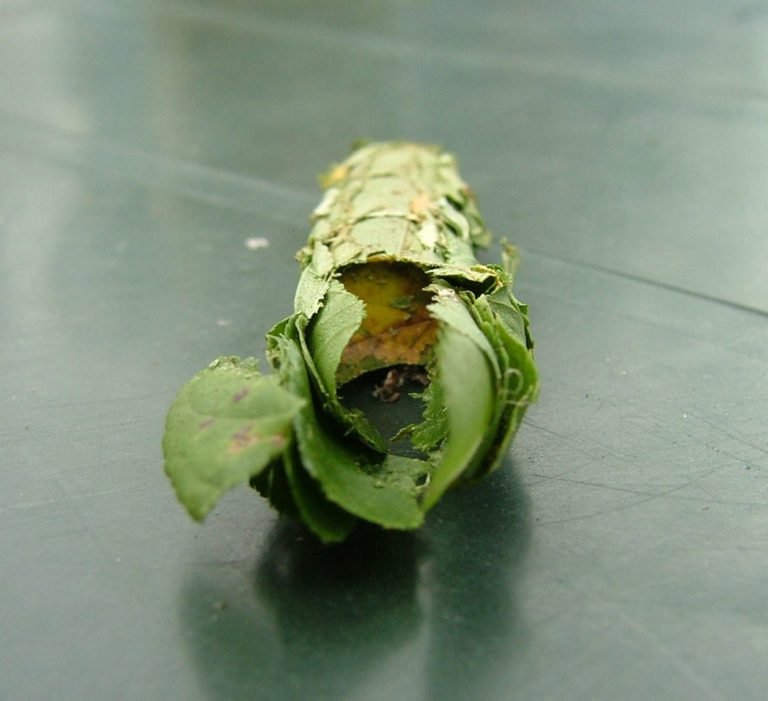 Leafcutter bees - Florida Wildflower Foundation