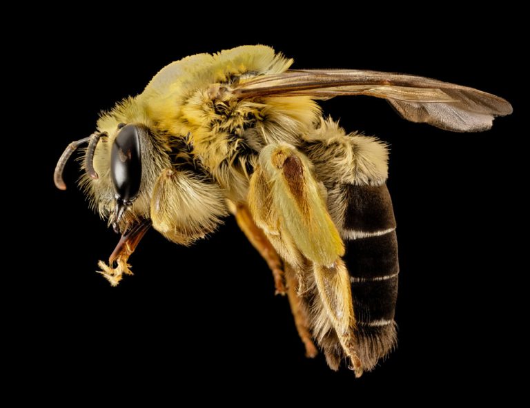 Polyester bees - Florida Wildflower Foundation