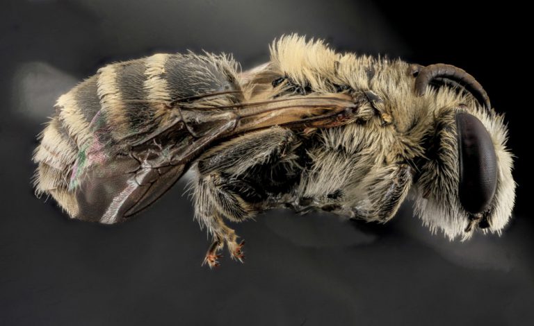 Polyester bees - Florida Wildflower Foundation