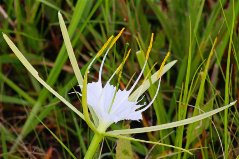 Alligatorlily - Florida Wildflower Foundation