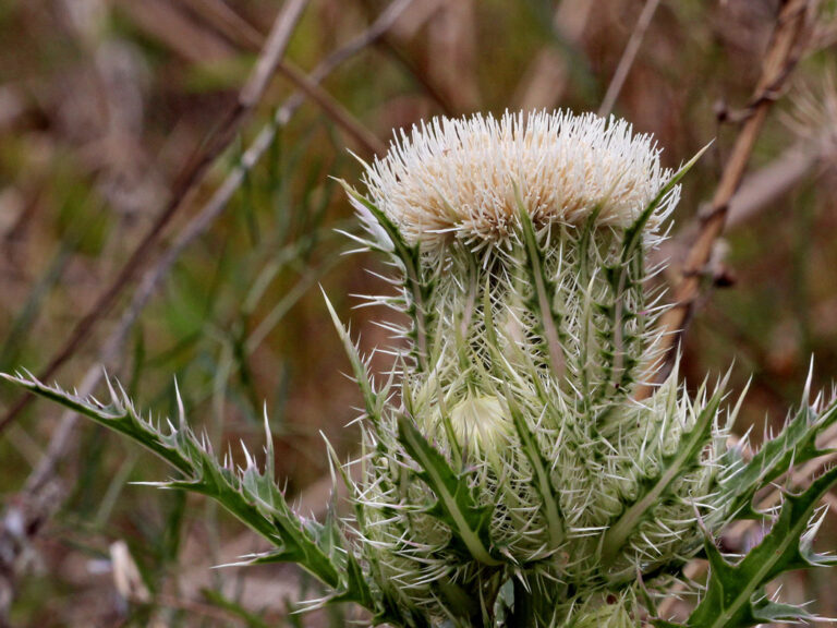 Purple thistle - Florida Wildflower Foundation