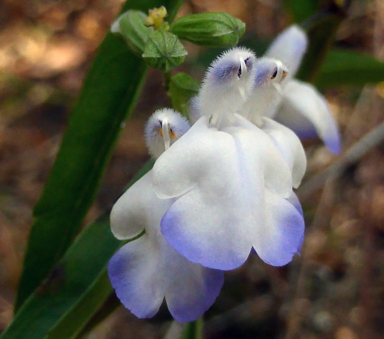 Azure blue sage - Florida Wildflower Foundation