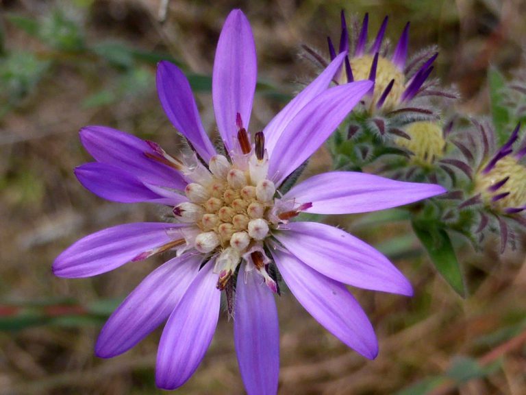 Eastern silver aster - Florida Wildflower Foundation