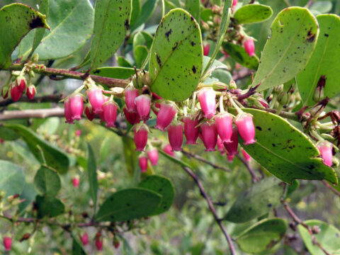 Rusty lyonia - Florida Wildflower Foundation