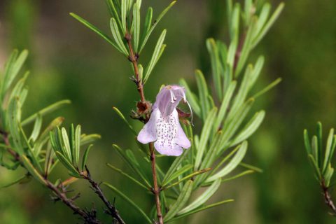 Dry Landscapes - Florida Wildflower Foundation