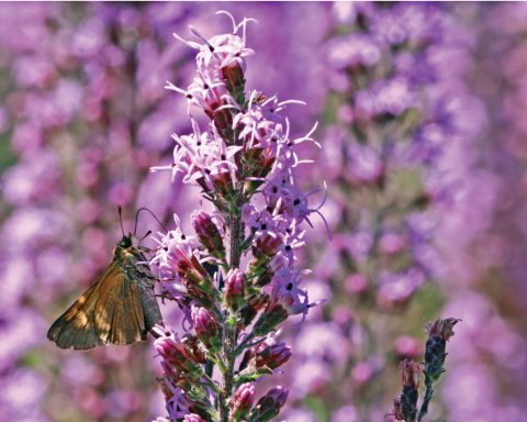 Attracting Bees - Florida Wildflower Foundation
