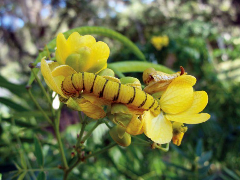 Chapman's wild sensitive plant - Florida Wildflower Foundation