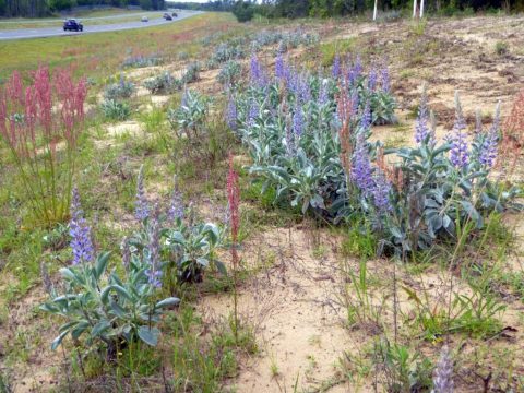 2019 Paths of Sunshine awards shine spotlight on FDOT projects ...