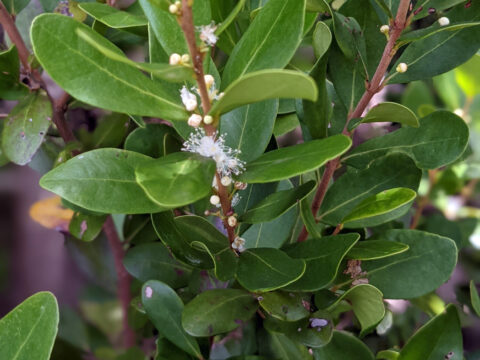Spanish stopper - Florida Wildflower Foundation