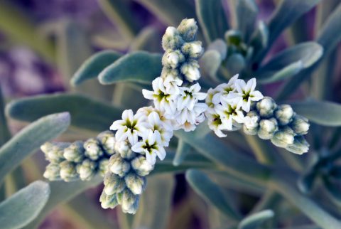 Sea lavender - Florida Wildflower Foundation