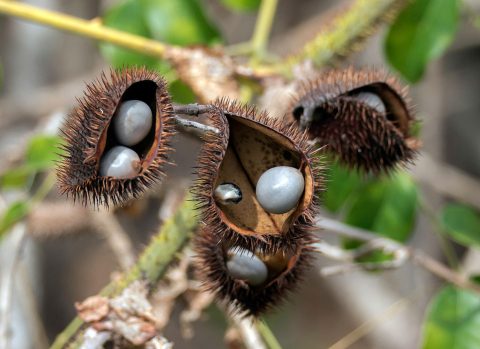 Gray nicker - Florida Wildflower Foundation