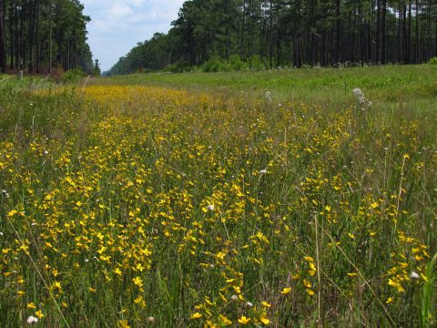 FDOT Wildflower Program Photos - Florida Wildflower Foundation