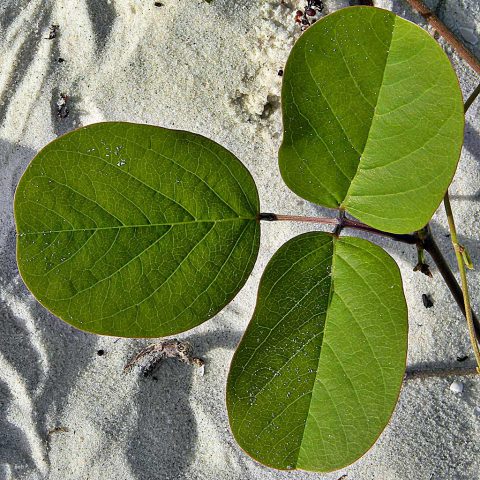 Bay bean - Florida Wildflower Foundation