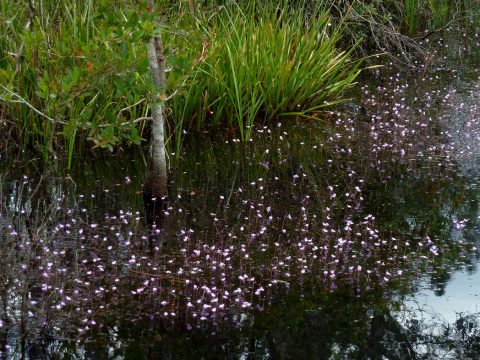 Eastern purple bladderwort - Florida Wildflower Foundation