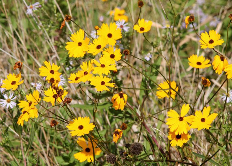 Florida tickseed - Florida Wildflower Foundation