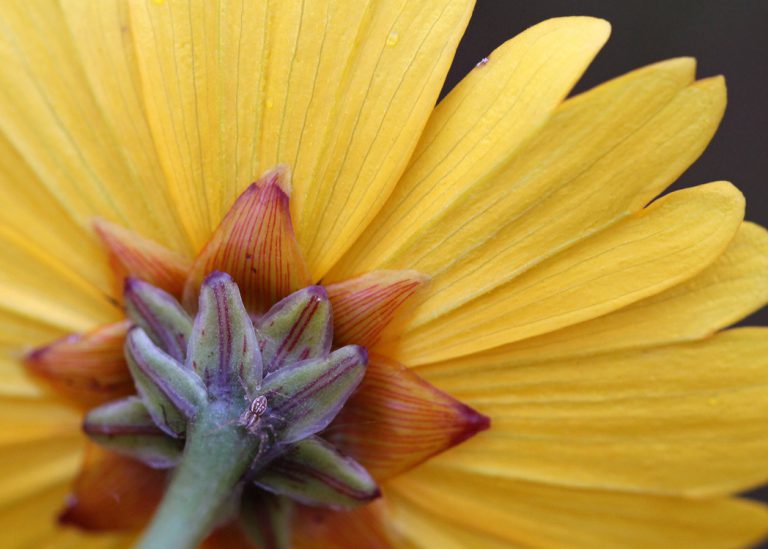 Florida tickseed - Florida Wildflower Foundation