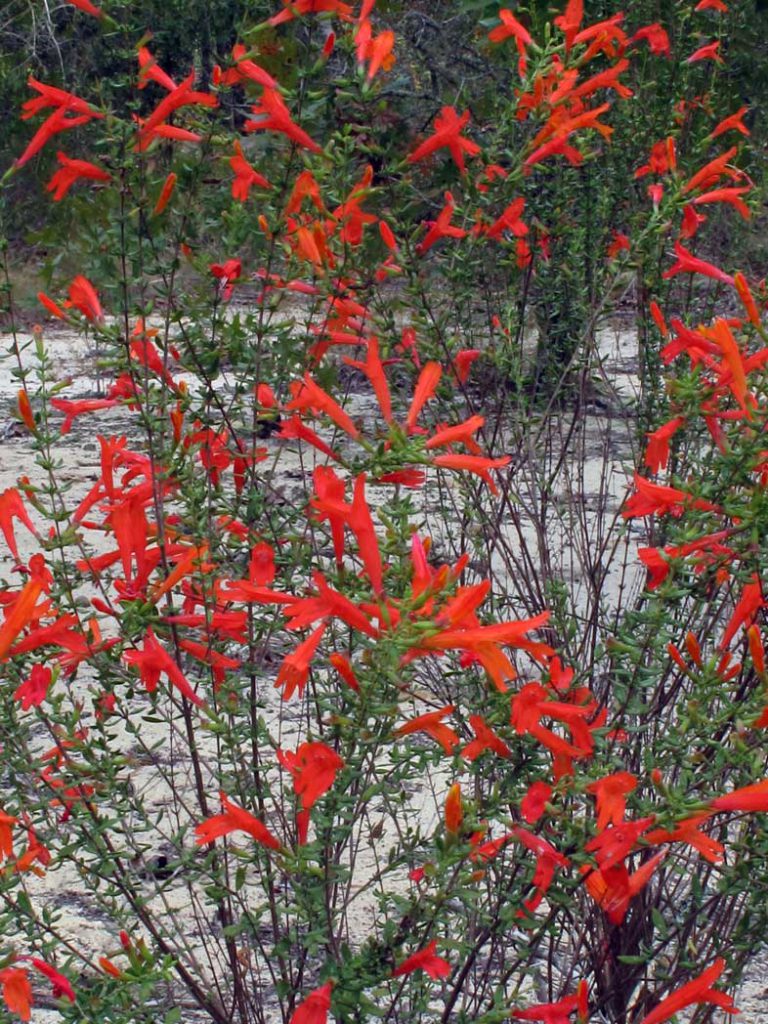 Scarlet calamint - Florida Wildflower Foundation