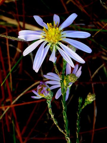 Scaleleaf aster - Florida Wildflower Foundation