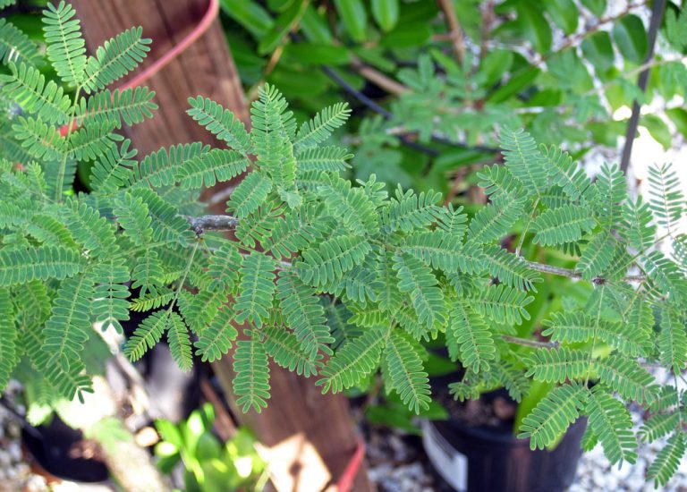 Sweet acacia - Florida Wildflower Foundation