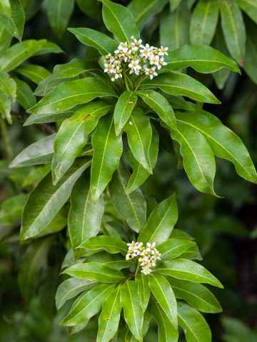 Inkwood - Florida Wildflower Foundation
