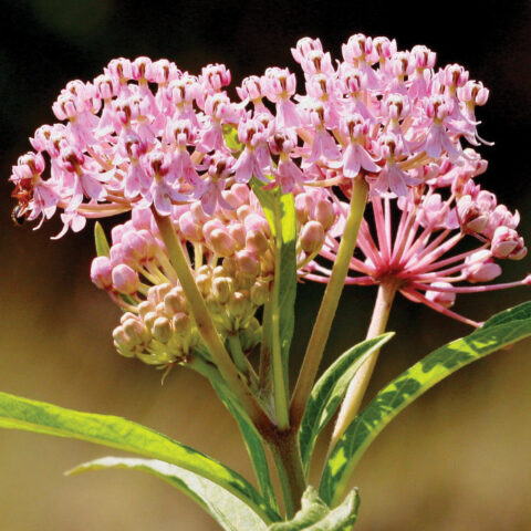 Monarchs and Milkweed - Florida Wildflower Foundation
