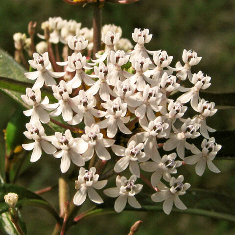 Monarchs and Milkweed - Florida Wildflower Foundation