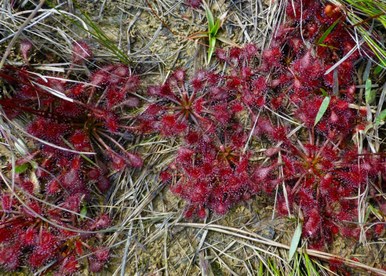Pink sundew - Florida Wildflower Foundation