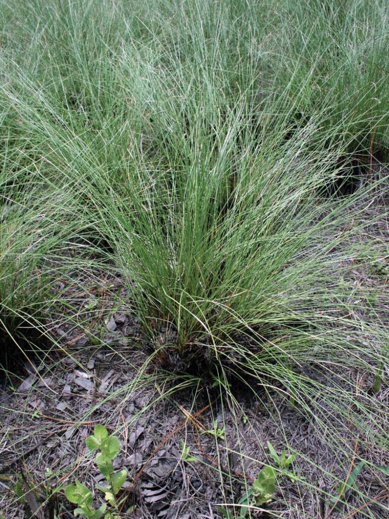 Dry Landscapes - Florida Wildflower Foundation