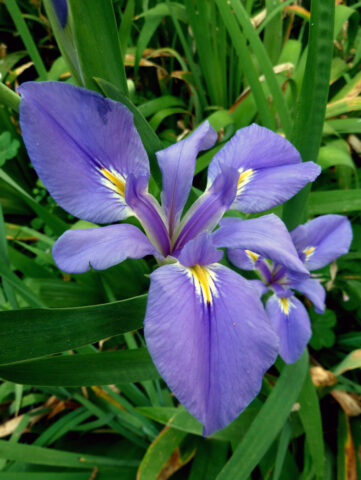 Shady landscapes - Florida Wildflower Foundation