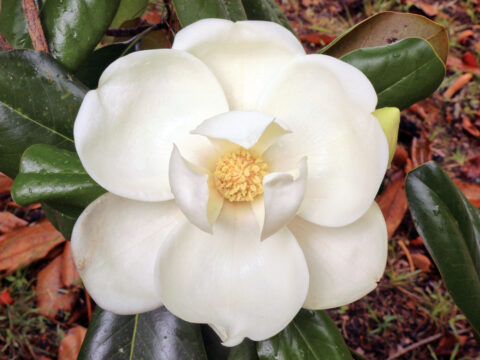 Shady landscapes - Florida Wildflower Foundation