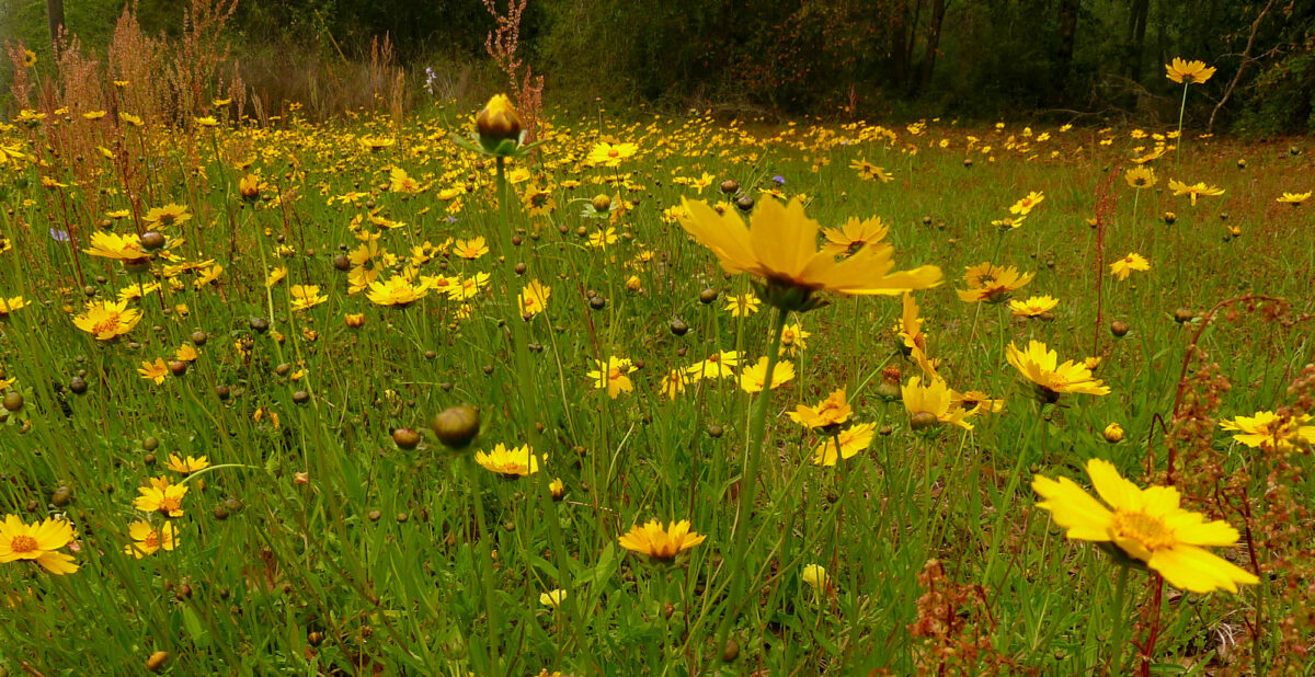 Panhandle Wildflowers - Florida Wildflower Foundation